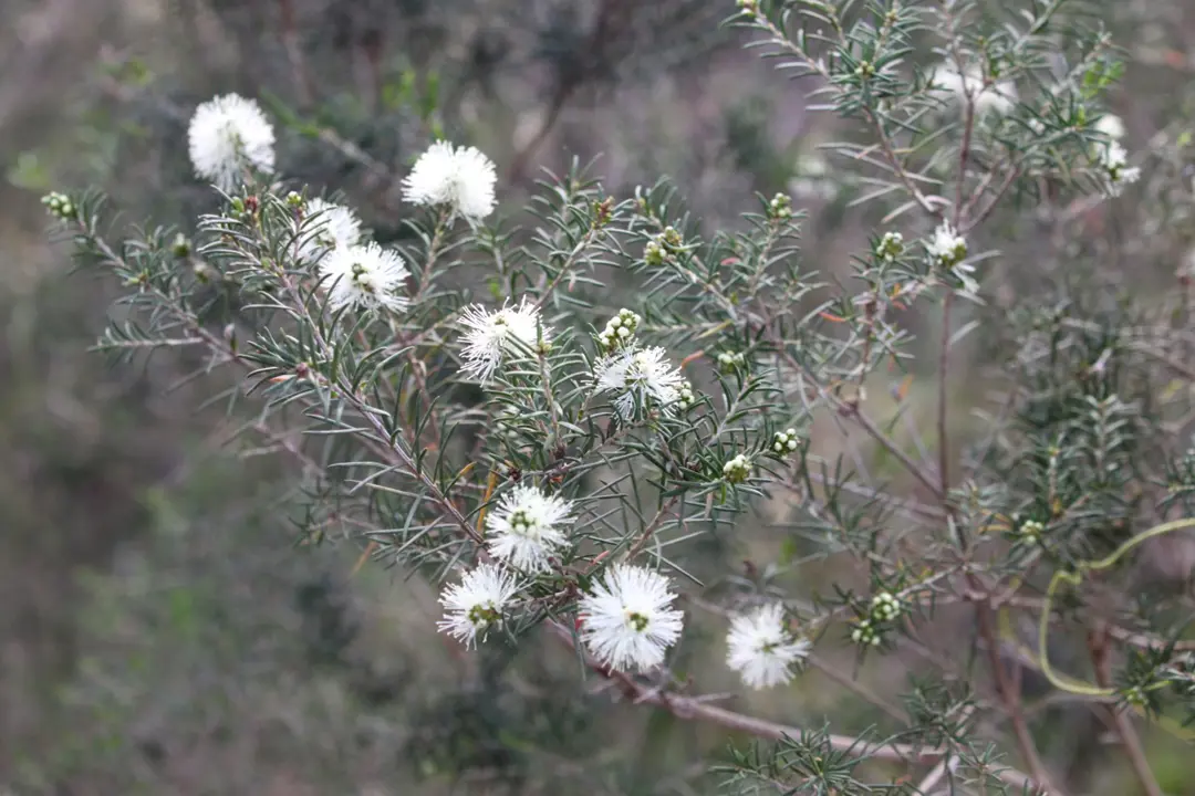 Buy Melaleuca ericifolia Plants | Free Shipping Over $150
