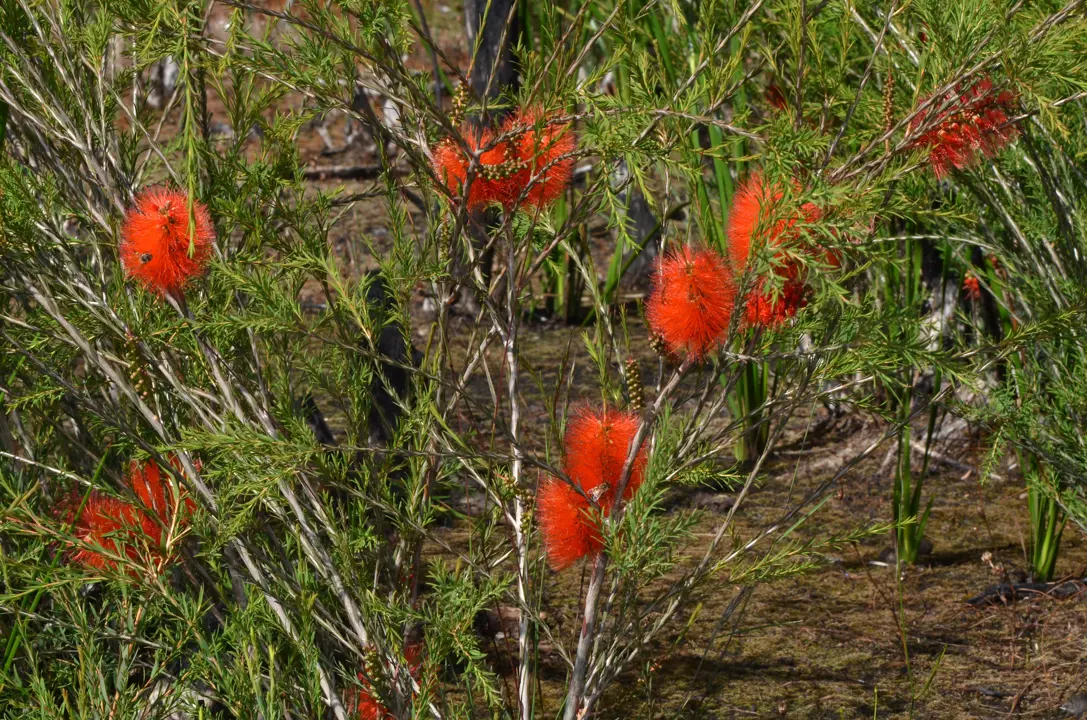 Buy Melaleuca lateritia Plants | Free Shipping Over $150