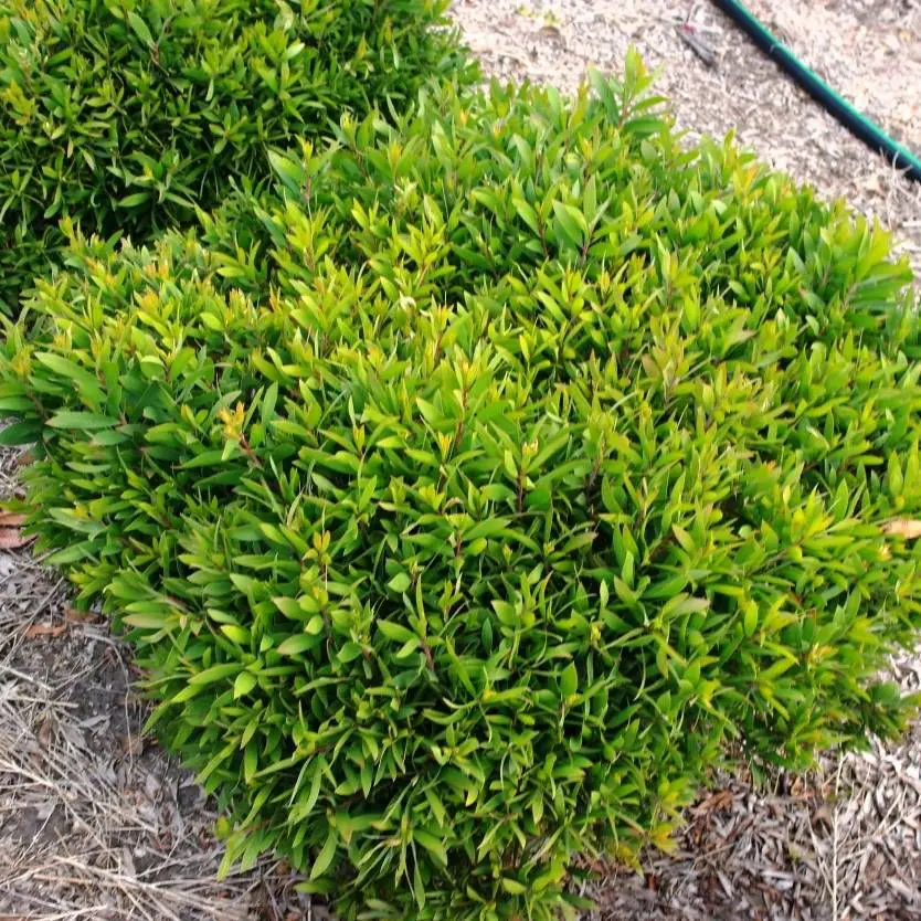 Buy Melaleuca Mini Quini Plants | Free Shipping Over $150