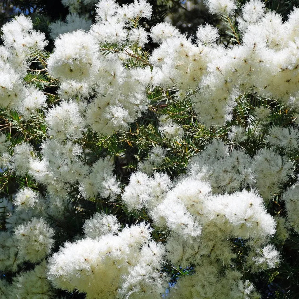 Buy Melaleuca Snowflake Plants | Free Shipping Over $150