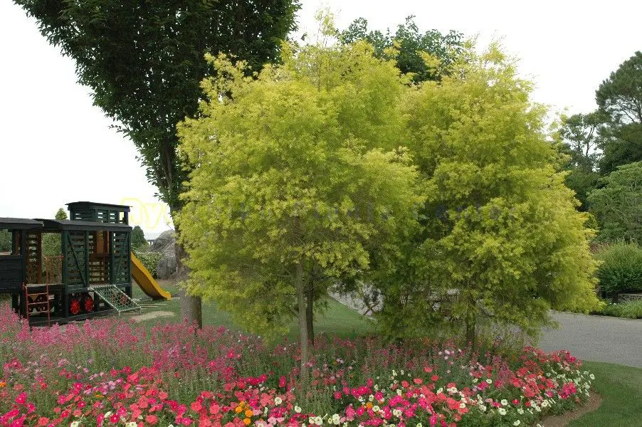 Buy Melaleuca Revolution Gold Plants | Free Shipping Over $150