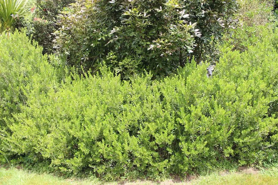 Buy Melicytus obovatus (Dwarf Mahoe) Plants Online NZ