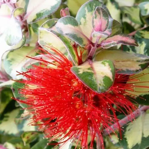 Buy Metrosideros Red and Gold Plants | Free Shipping Over $150