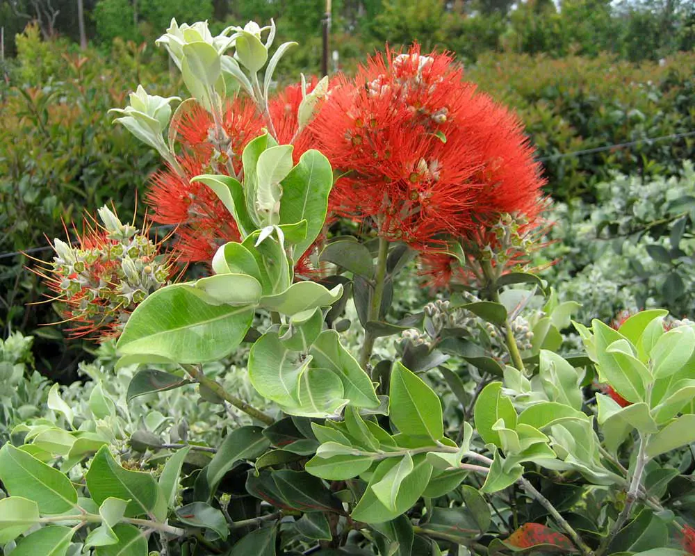 Buy Metrosideros thomasii Plants Online | Free Shipping NZ