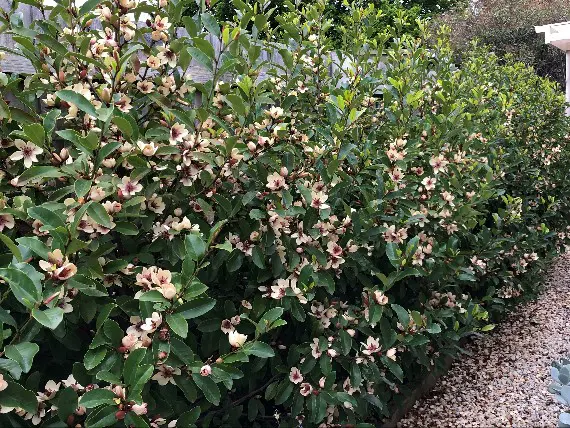 Buy Michelia White Caviar Plants | Free Shipping Over $150