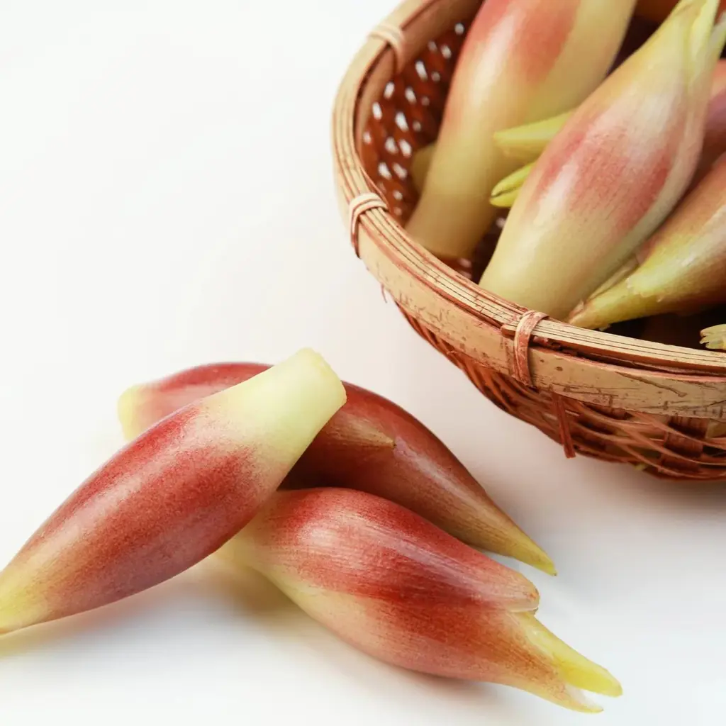 Buy Zingiber mioga Plants | Free Shipping Over $150