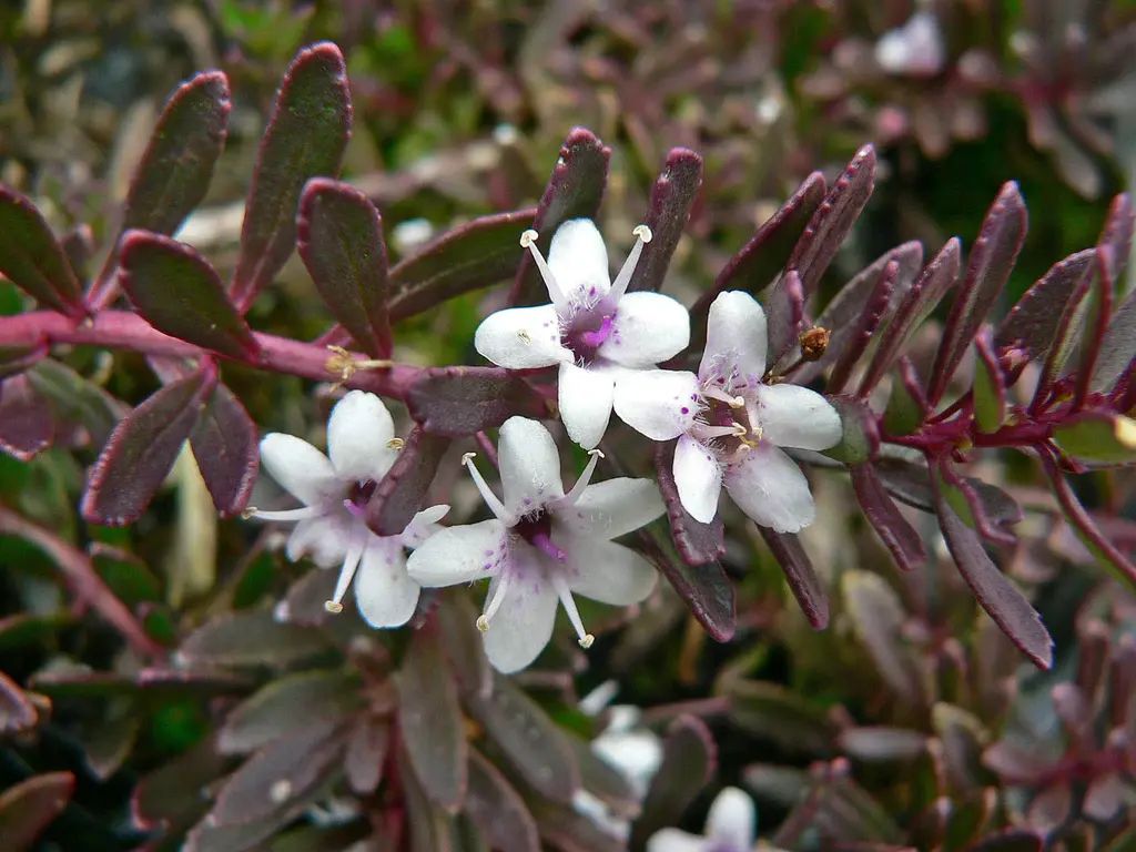 Buy Myoporum parvifolium purpurea Plants | Free Shipping Over $150