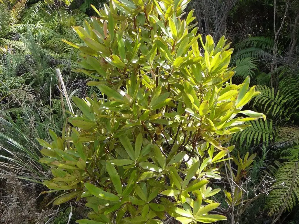 Buy Myrsine salicina (Toro) Plants Online | Free Shipping NZ