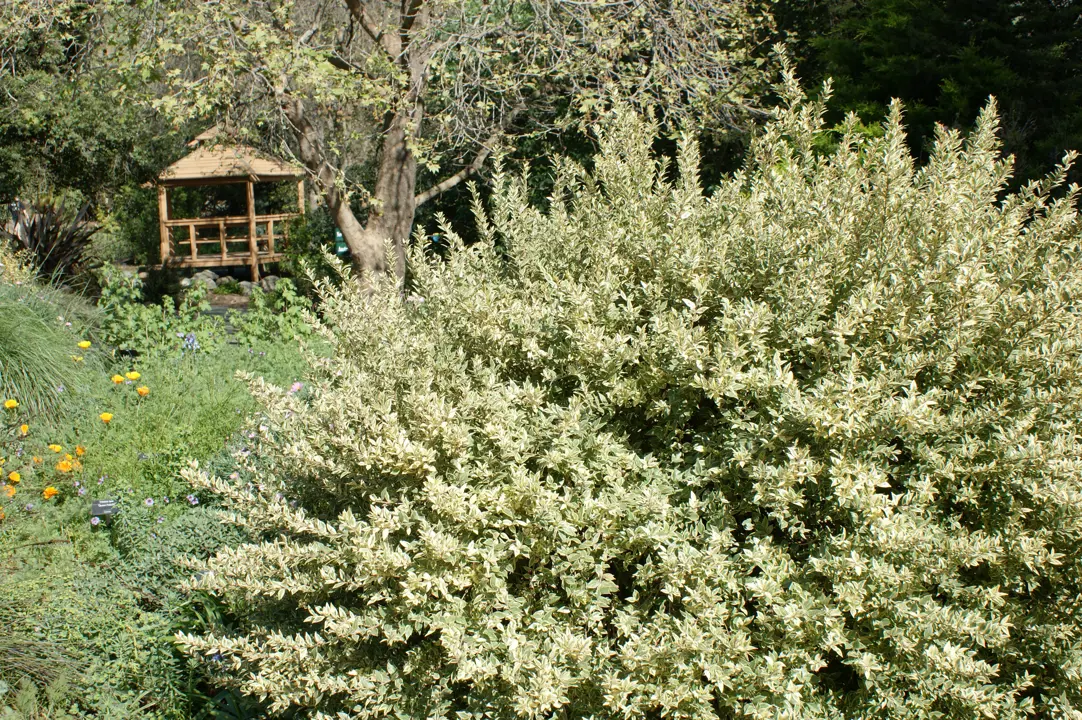 Myrtus Communis Variegata