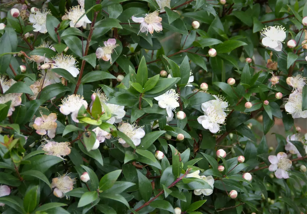 Buy Myrtus communis (NZ Myrtle) Online | Free Shipping NZ