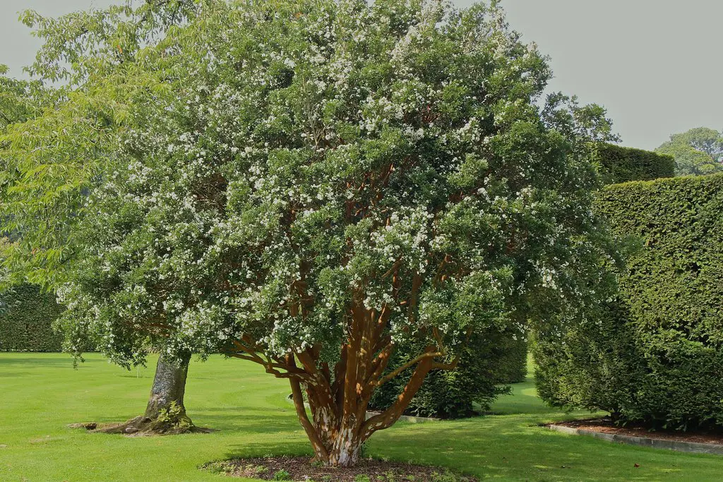 Buy Luma apiculata Plants | Free Shipping Over $150
