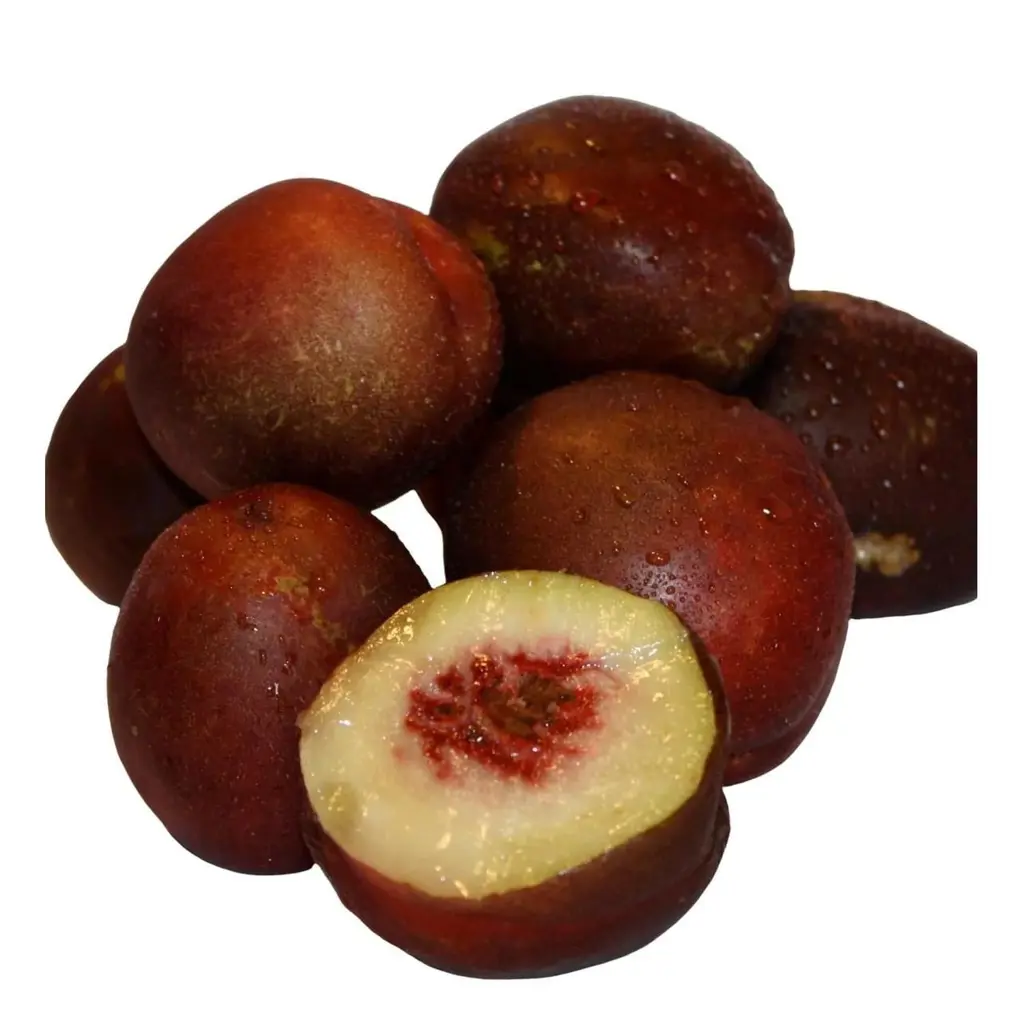 Buy Nectarine Mabel Plants | Free Shipping Over $150