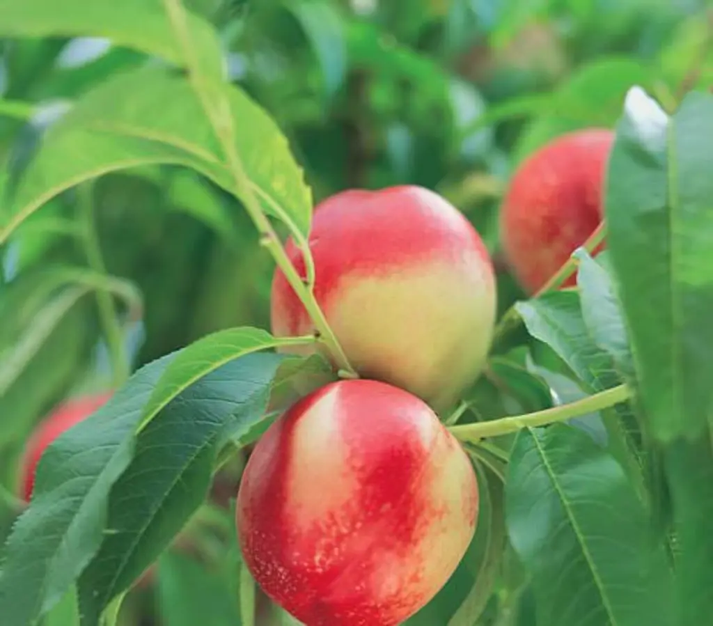 Buy Nectarine Queen Giant Plants | Free Shipping Over $150