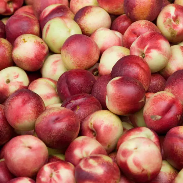 Buy Nectarine Snow Queen Plants | Free Shipping Over $150