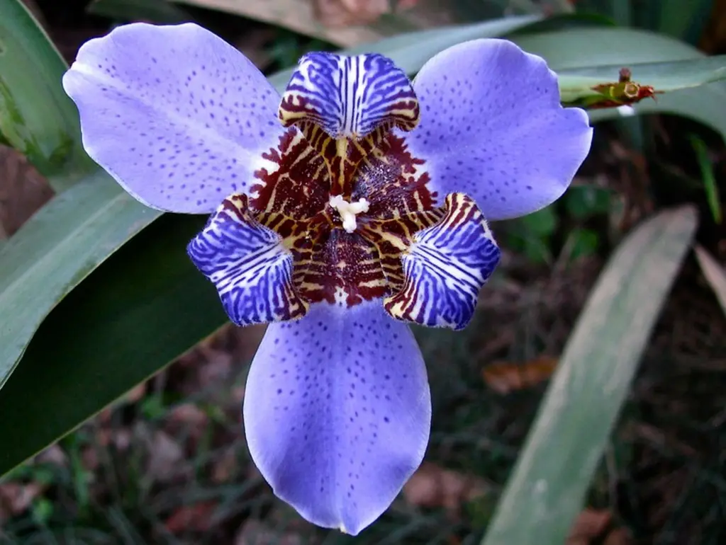 Neomarica Caerulea