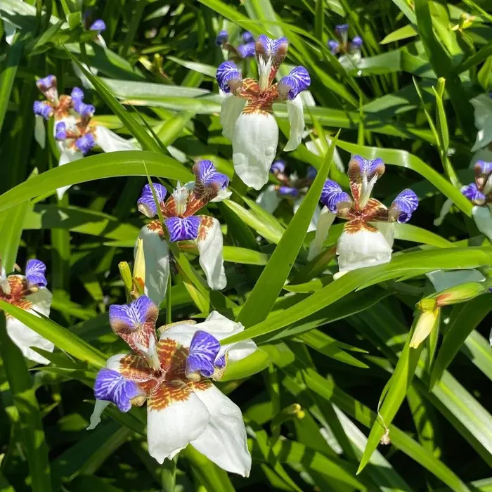 Buy Neomarica gracillis Plants | Free Shipping Over $150