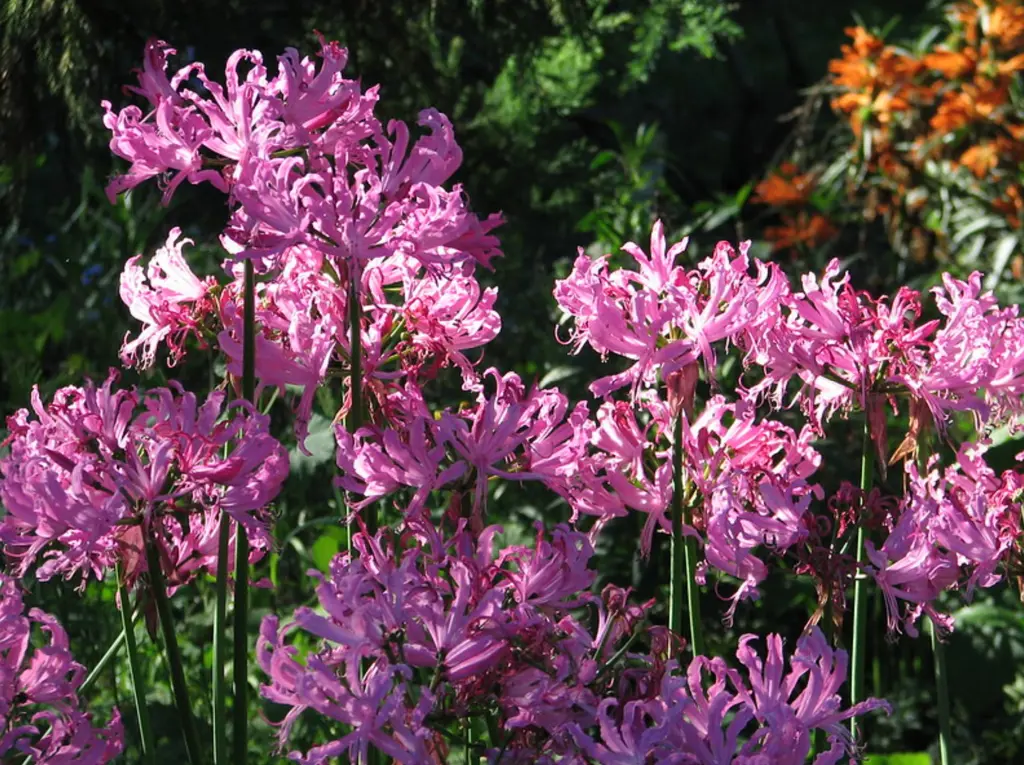 Buy Nerine bowdenii Plants | Free Shipping Over $150