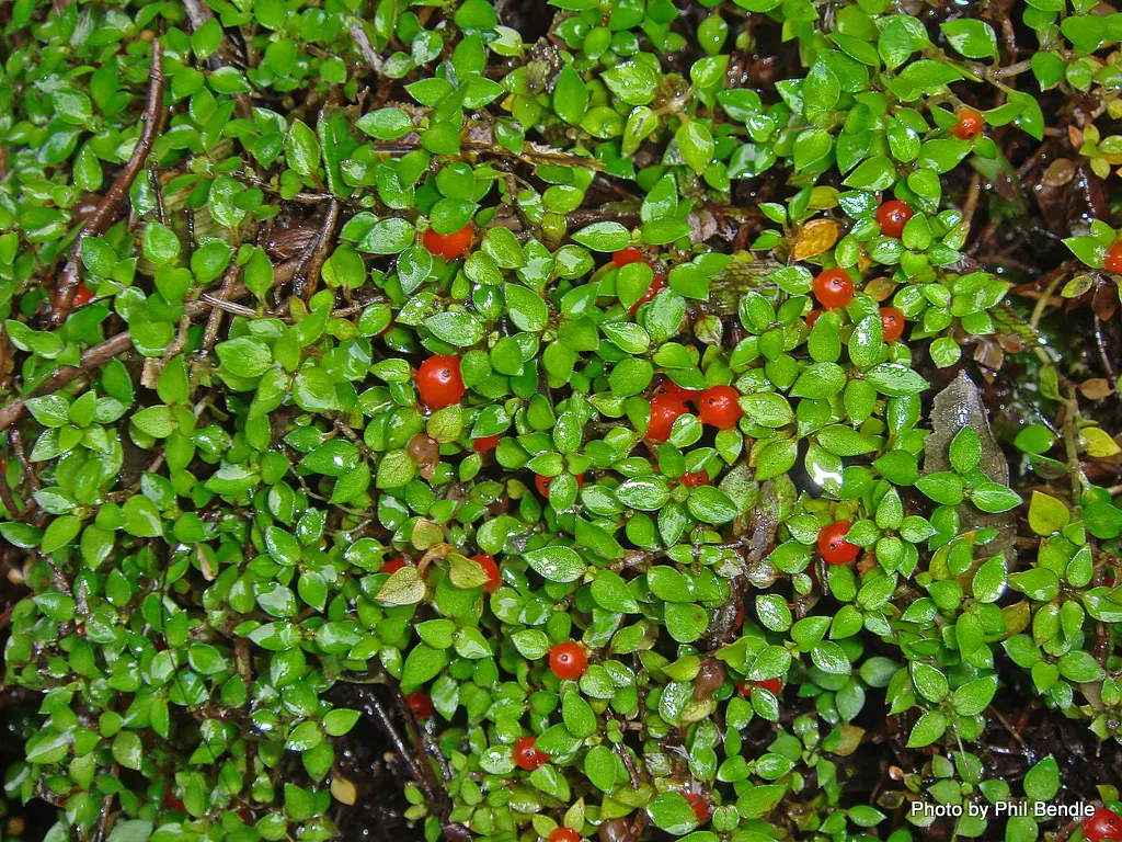 Buy Nertera depressa (Bead Plant) Online | Free Shipping NZ