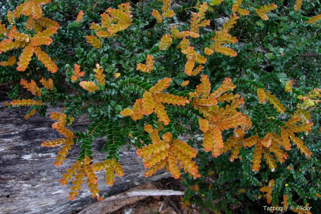 Buy Nothofagus cunninghamii (Myrtle Beech) Trees Online NZ