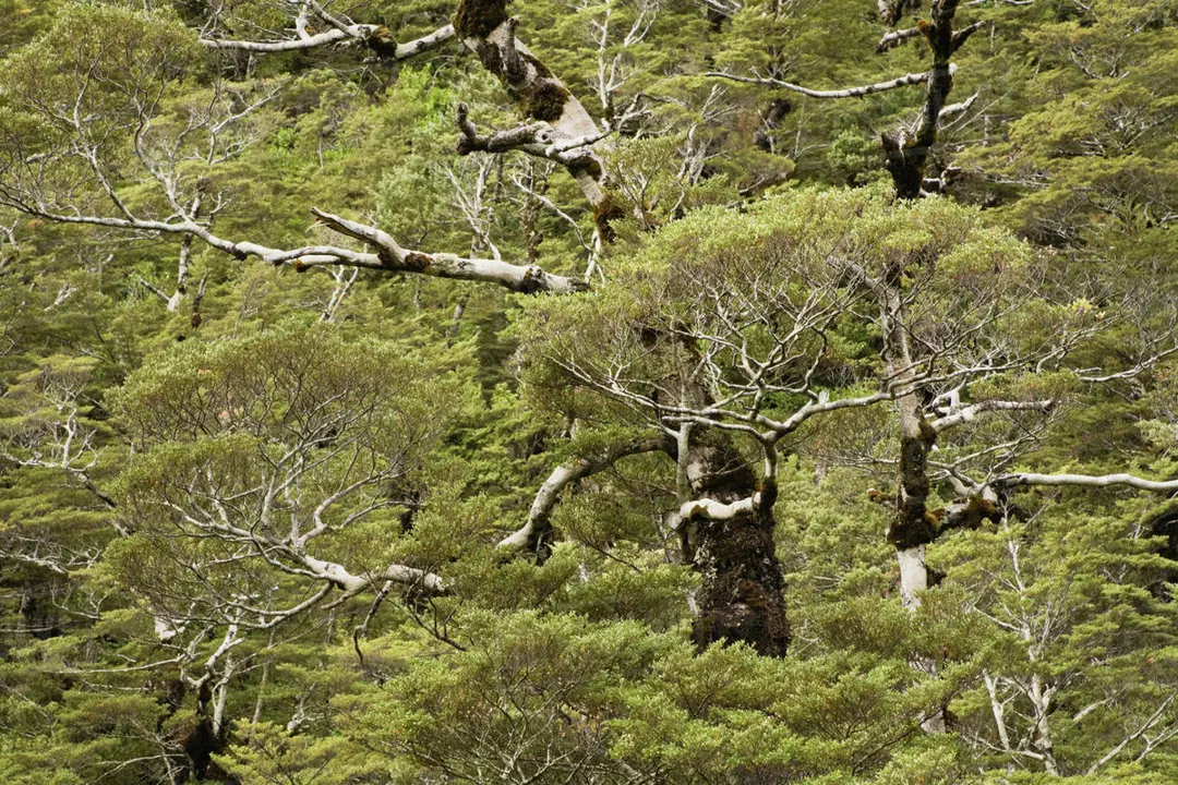 Buy Nothofagus menziesii (Silver Beech) Trees Online NZ