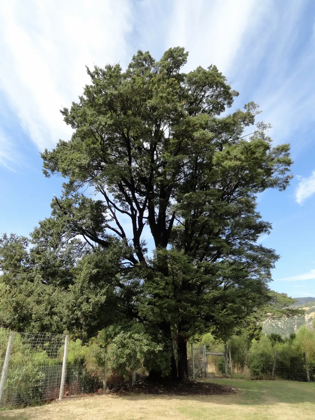 Buy Nothofagus solandri (Black Beech) Trees Online NZ