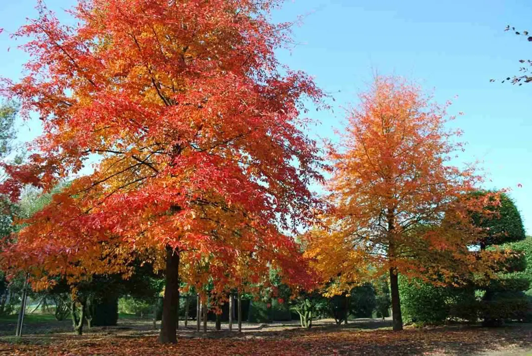 Buy Nyssa sylvatica Plants | Free Shipping Over $150