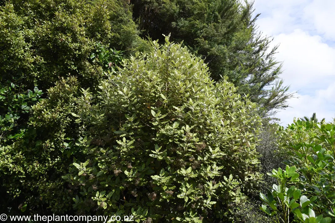 Buy Olearia angulata Plants Online | Free Shipping NZ Wide