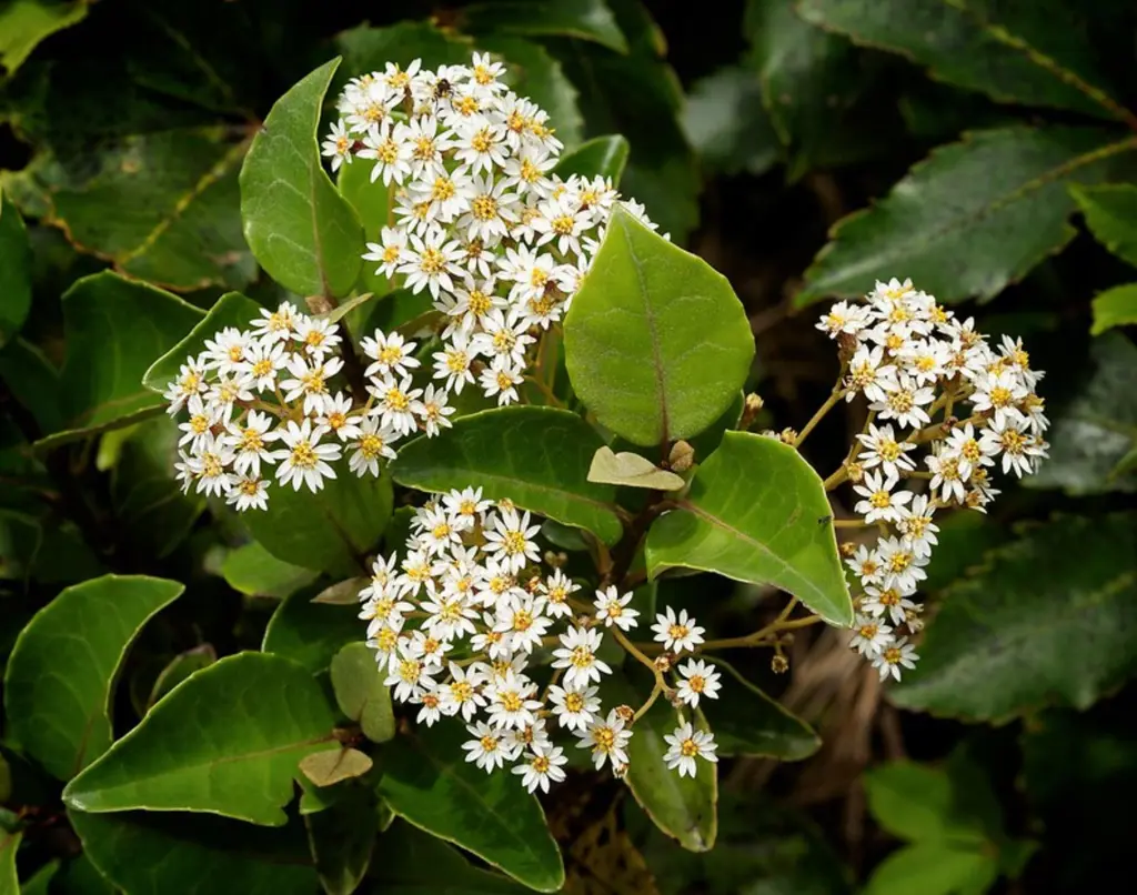 Buy Olearia arborescens (Pekapeka) Plants Online NZ