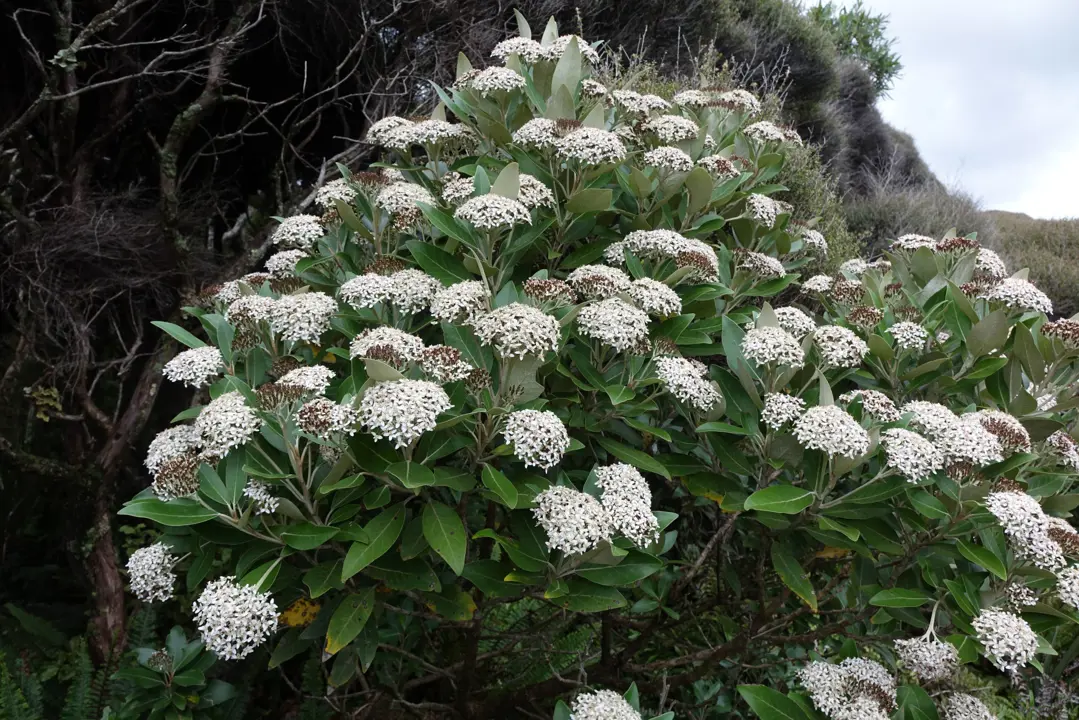 Buy Olearia avicenniifolia (Mountain Ake Ake) Online NZ