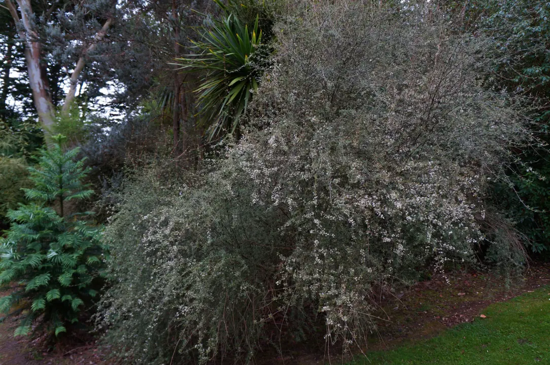 Buy Olearia dartonii (Twiggy Tree Daisy) Plants Online NZ