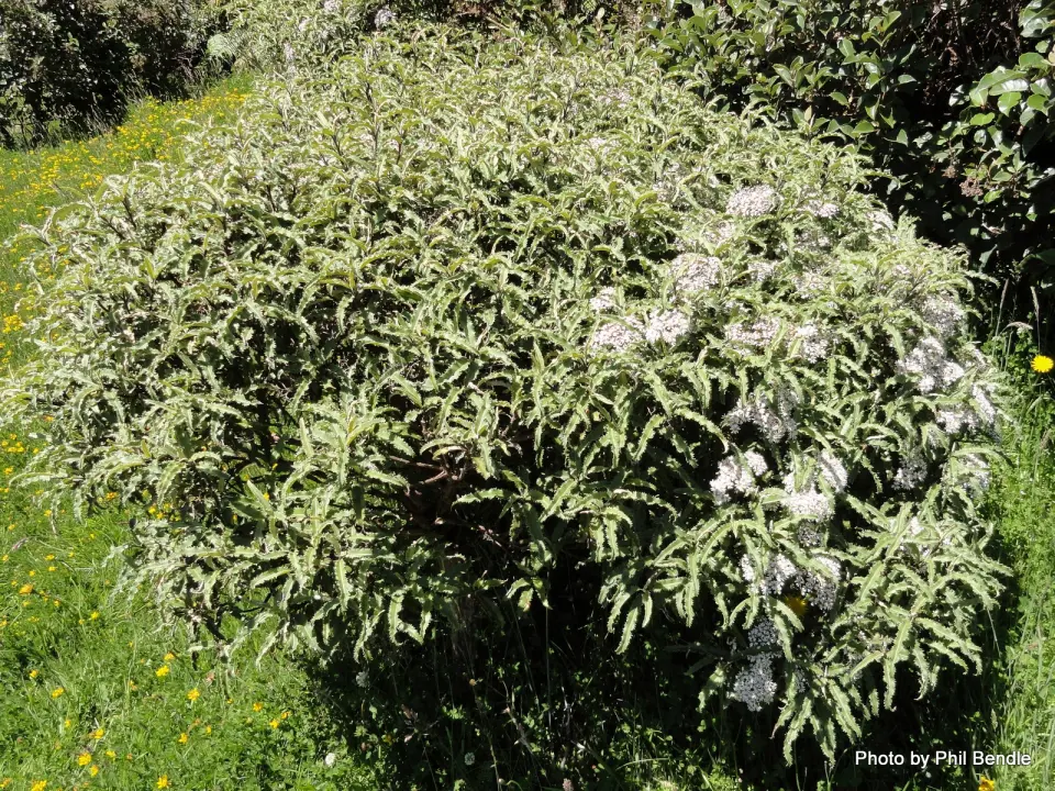 Buy Olearia ilicifolia Plants Online | Free Shipping NZ Wide