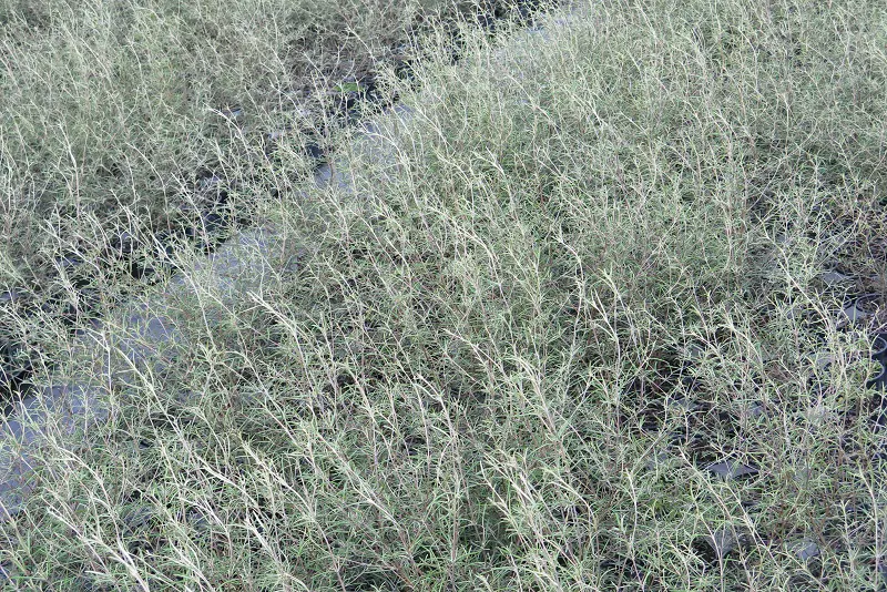 Buy Olearia lineata Plants Online NZ | Free Shipping NZ Wide