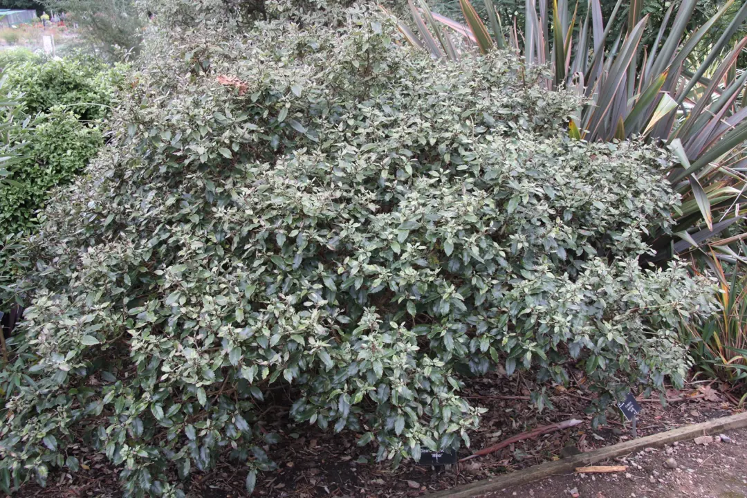 Buy Olearia macrodonta minor | Free Shipping NZ Wide