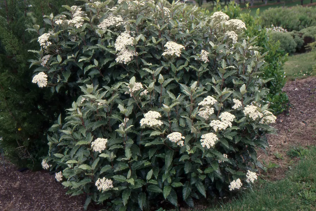 Buy Olearia macrodonta (NZ Holly) Plants Online NZ
