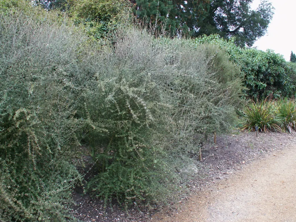 Buy Olearia odorata (Scented Tree Daisy) Online NZ