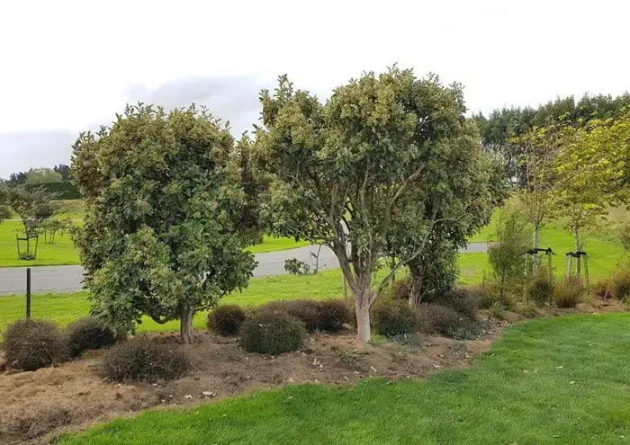 Buy Olearia paniculata 'Kaikoura' Online | Free Shipping NZ Wide