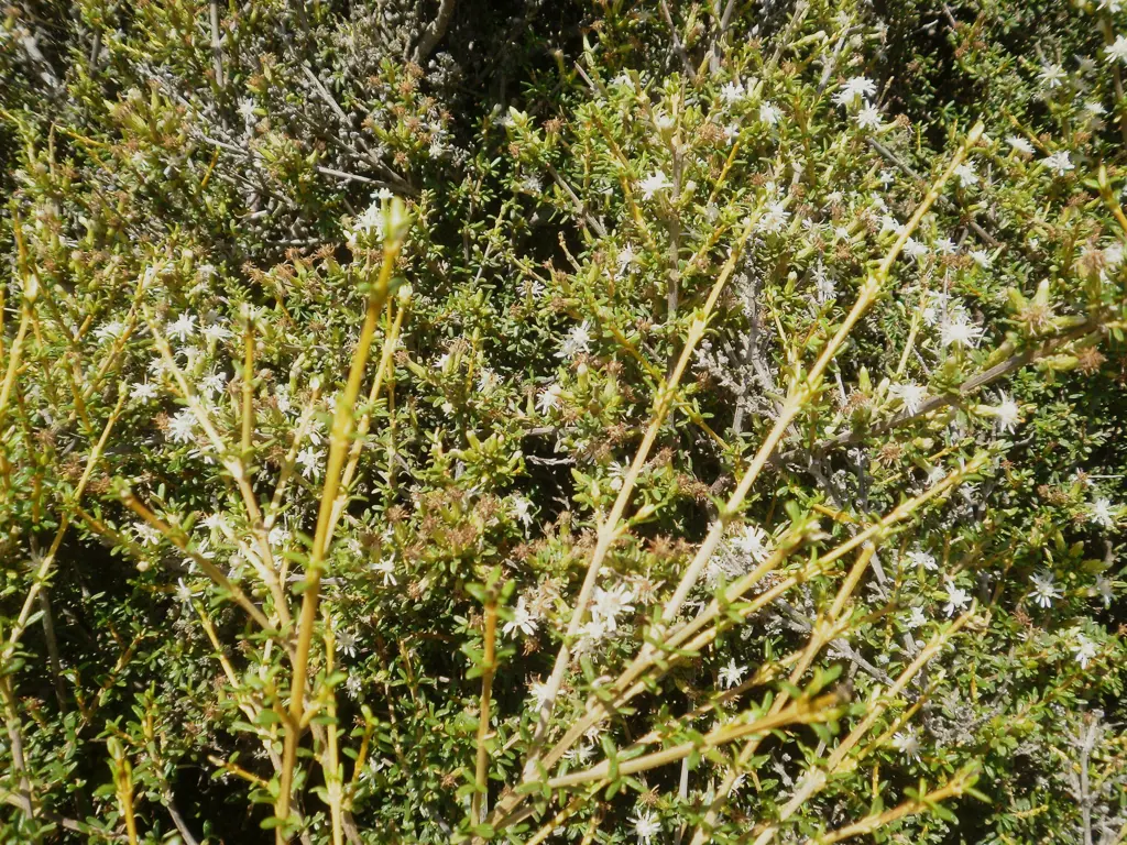 Buy Olearia solandri - Coastal Tree Daisy | Free Freight Over $150