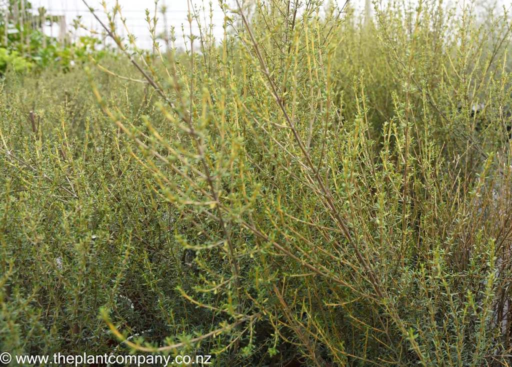 Buy Olearia solandri - Coastal Tree Daisy | Free Freight Over $150