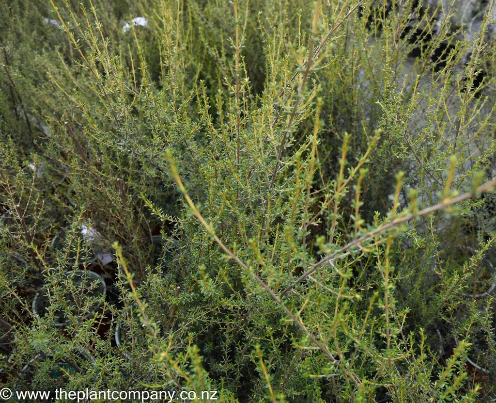 Buy Olearia solandri - Coastal Tree Daisy | Free Freight Over $150