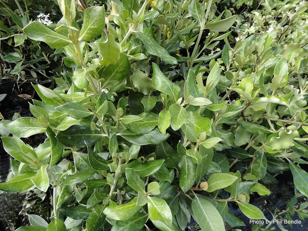 Buy Olearia traversiorum (Hakapiri) | Free Shipping NZ Wide