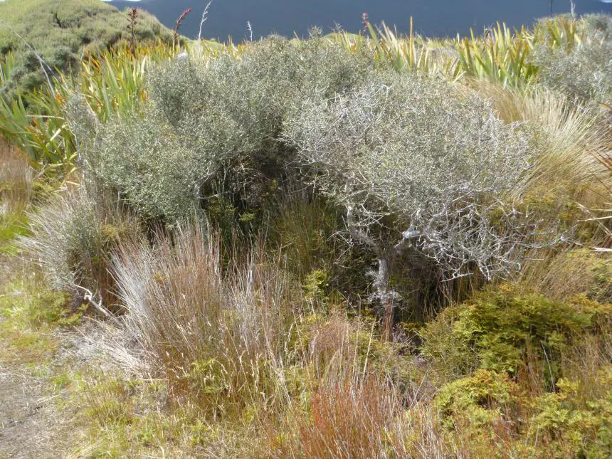 Buy Olearia virgata (Twiggy Tree Daisy) Plants Online NZ