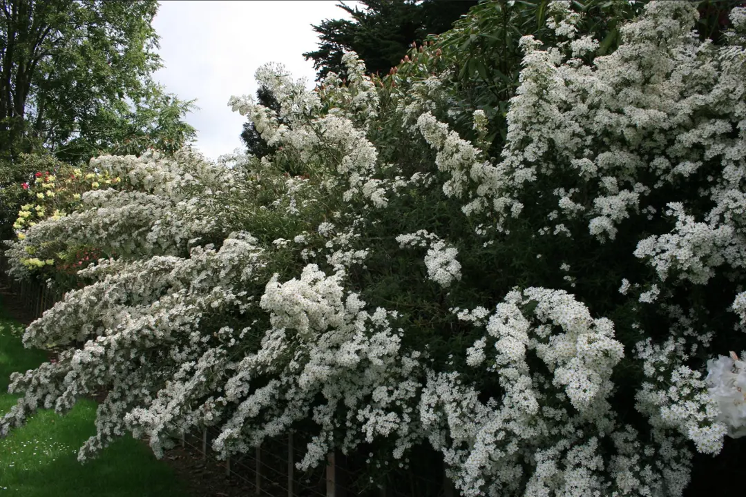 Buy Olearia 'White Gem' (Dusty Daisy Bush) Online NZ