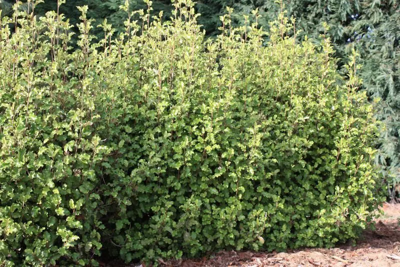 Buy Olearia paniculata Plants Online | Free Shipping NZ Wide