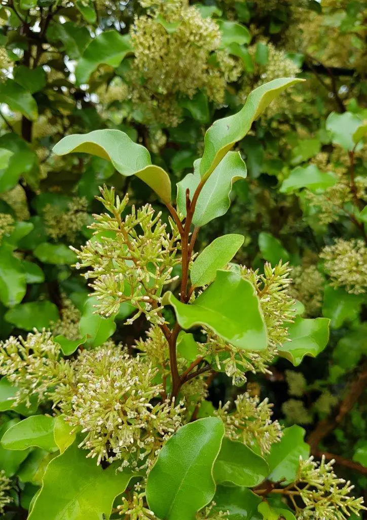 Buy Olearia paniculata (Akiraho) Online | Free Shipping NZ
