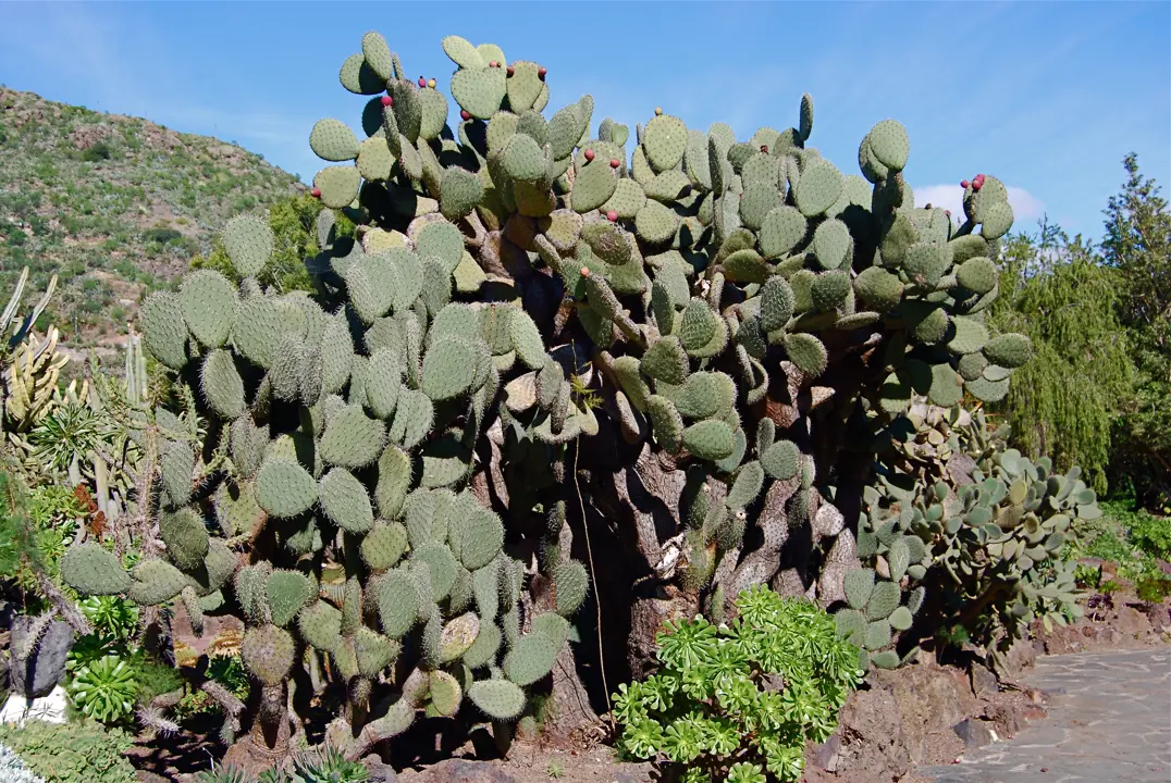 Buy Opuntia streptacantha Plants | Free Shipping Over $150