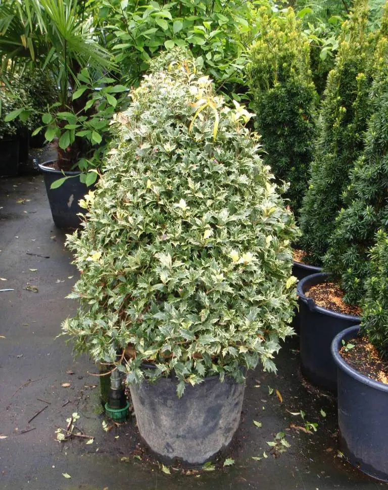 Buy Osmanthus heterophyllus 'Goshiki' | Free Shipping NZ