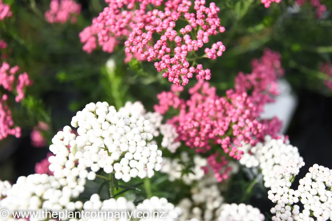 Buy Ozothamnus Royal Flush Plants | Free Shipping Over $150