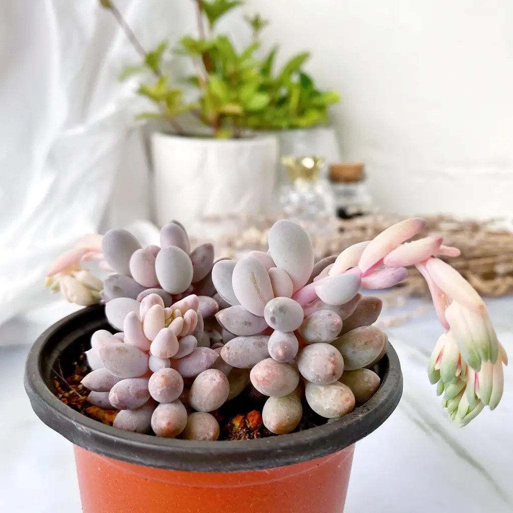 Buy Pachyphytum machucae Plants | Free Shipping Over $150