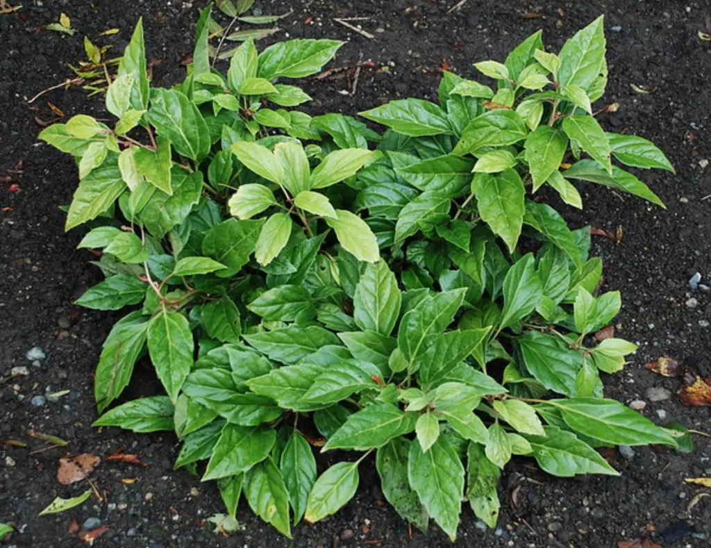 Buy Pachysandra axillaris Plants | Free Shipping Over $150