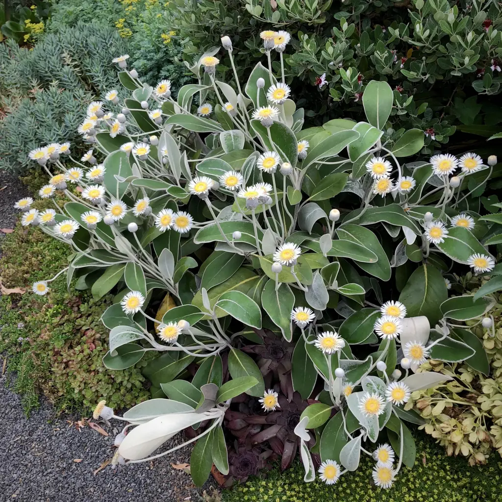 Buy Pachystegia insignis (Marlborough Rock Daisy) Online NZ